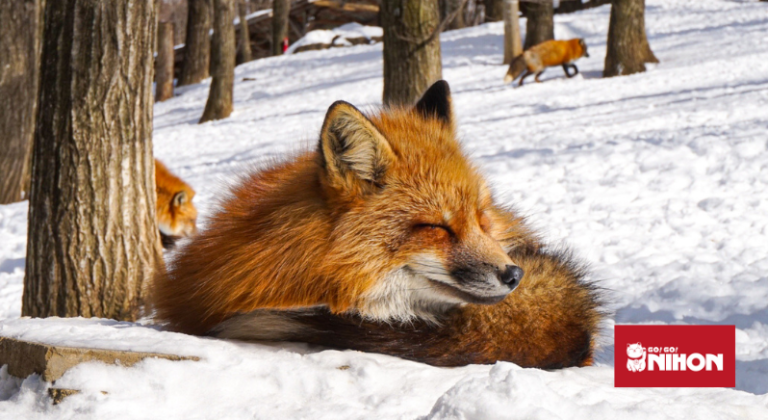 Inemuri is a true art. Learn the rules for sleeping in public in Japan