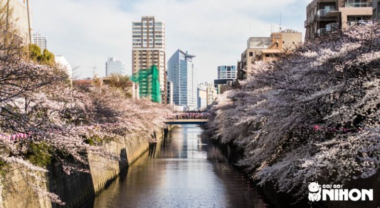 10 cherry blossom spots in Tokyo - where to see sakura!