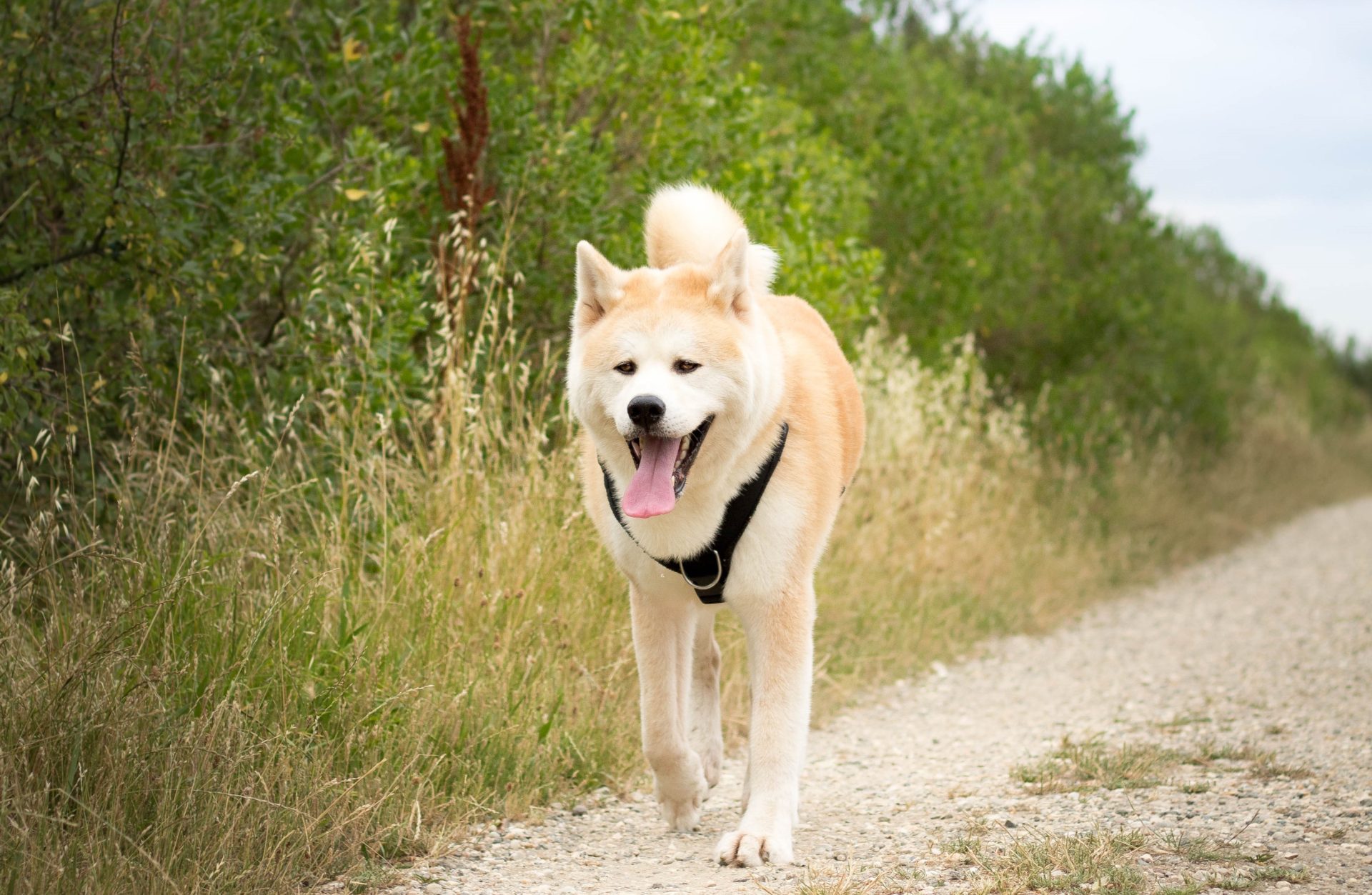 Akita Inu: Japanese dog (owner story and advice)