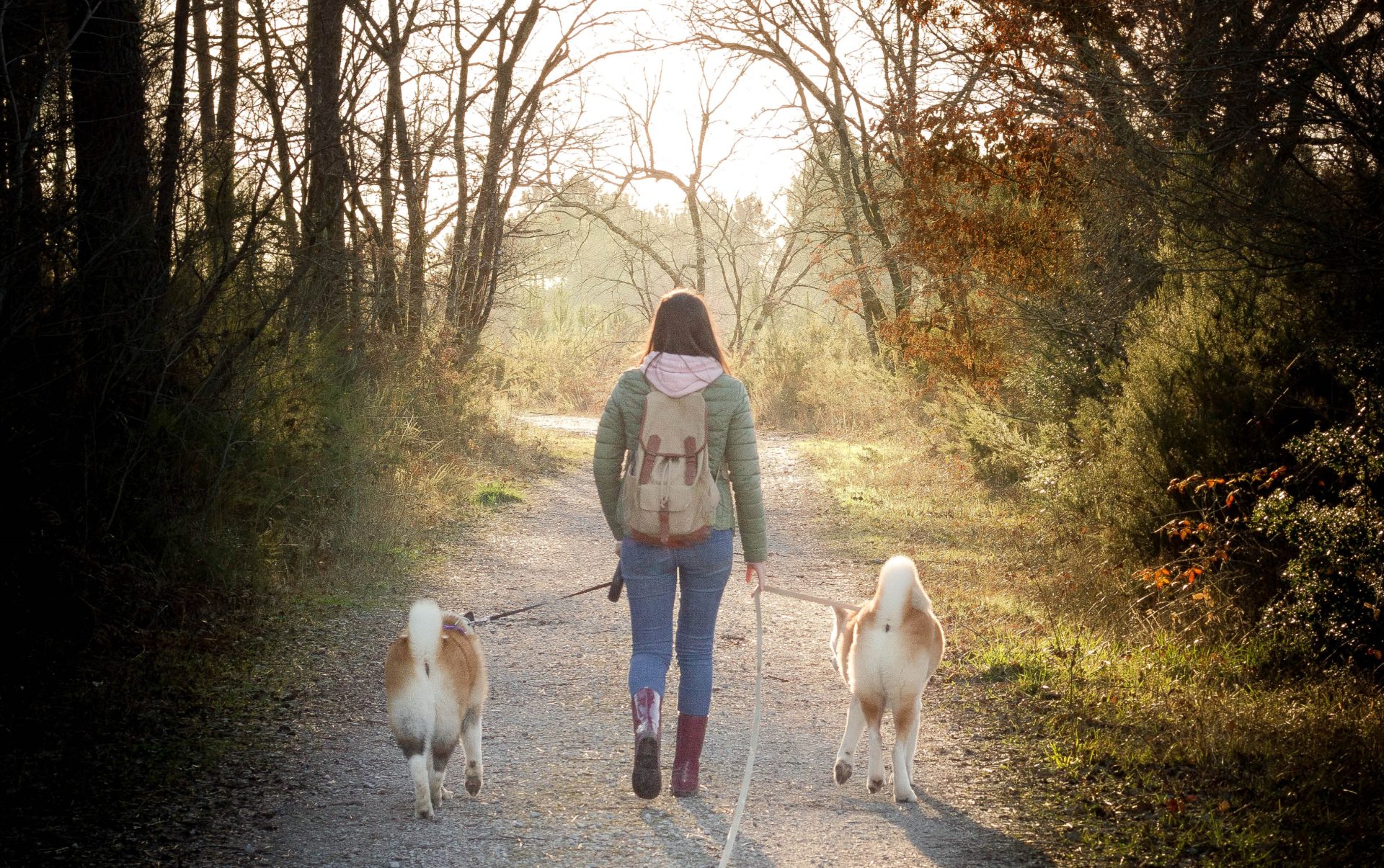 Akita Inu: Japanese dog (owner story and advice)