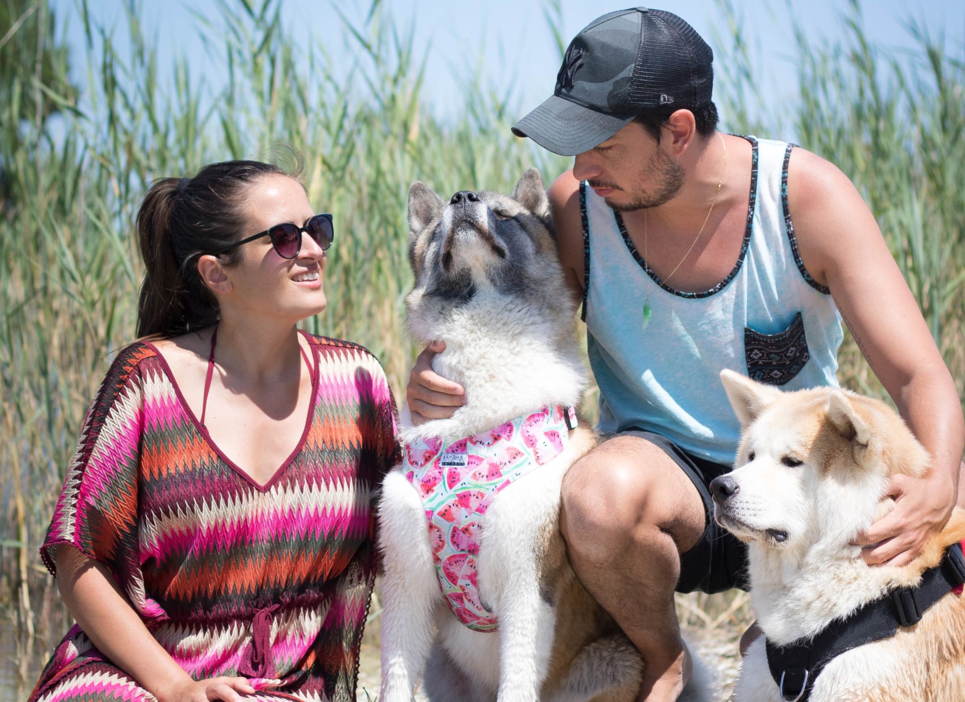 Akita Inu: Japanese dog (owner story and advice)