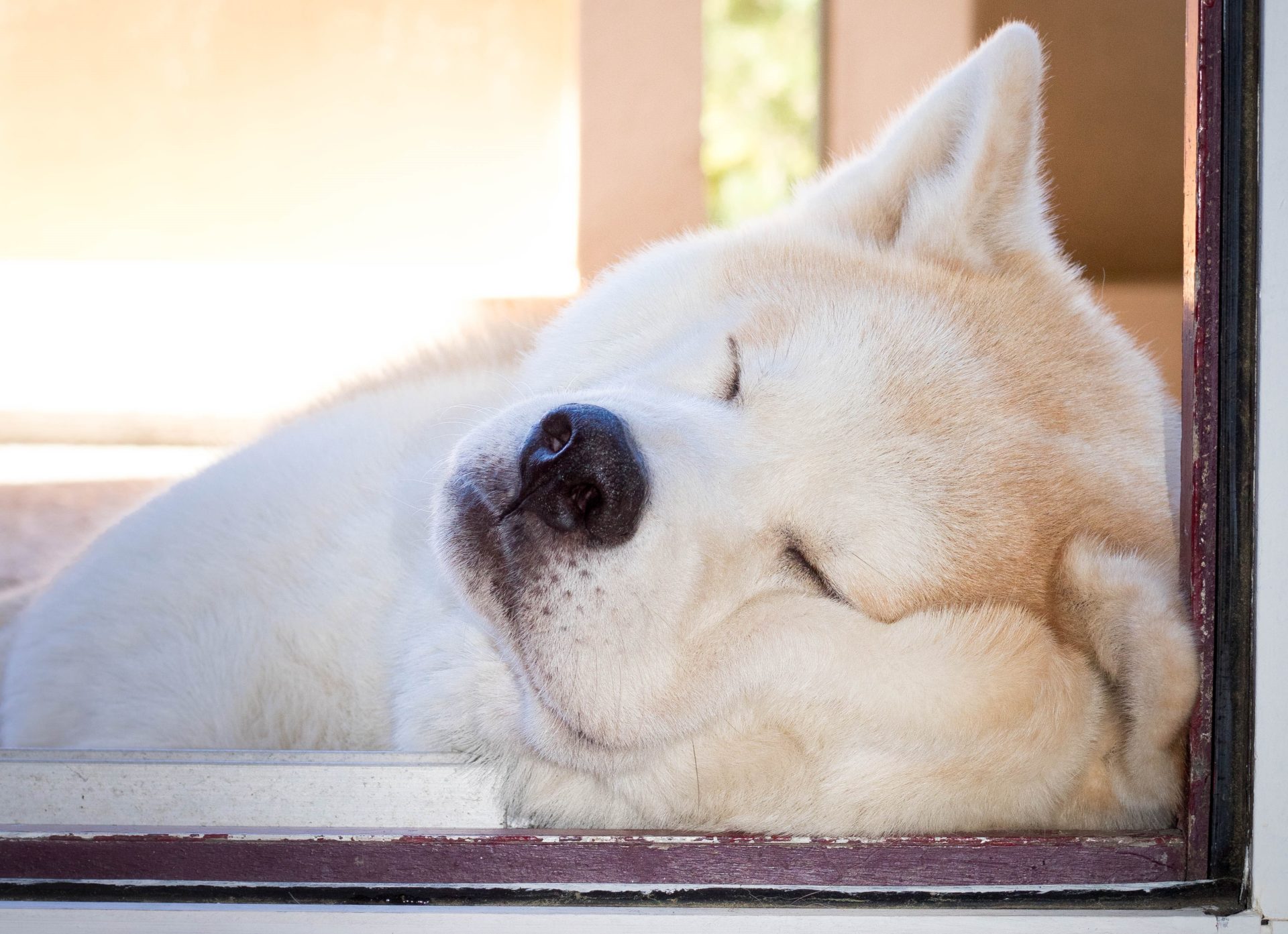 Akita Inu: Japanese dog (owner story and advice)
