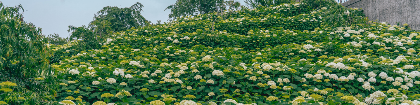 Celebrate Greenery Day with Japanese words about nature