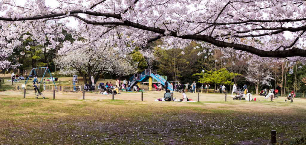 Cómo celebrar hanami al estilo japonés - Go! Go! Nihon