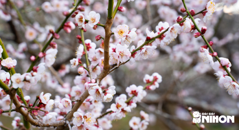 A guide to the different types of sakura in Japan