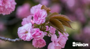 A guide to the different types of sakura in Japan