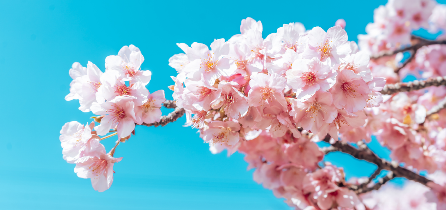 A guide to the different types of sakura in Japan