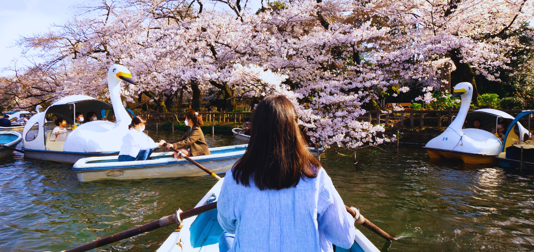 A guide to the different types of sakura in Japan