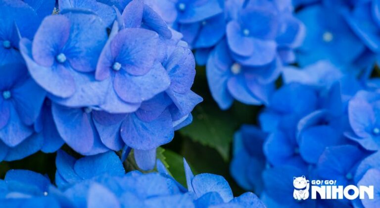 11 best spots to see Hydrangea around Tokyo - Go! Go! Nihon