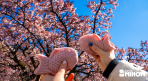 How to celebrate hanami the Japanese way